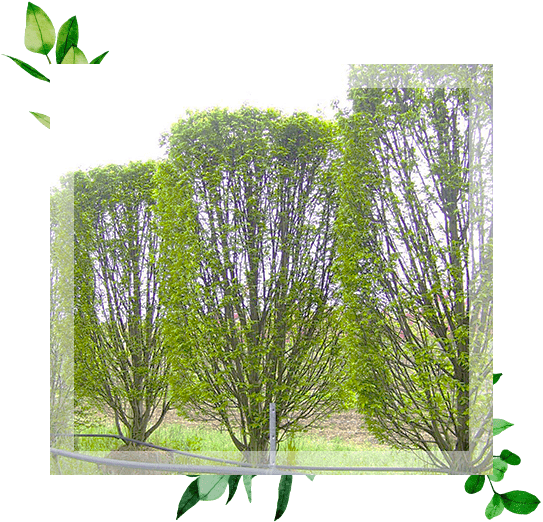 Arbres d'ornement à Mérignac - Production de qualité