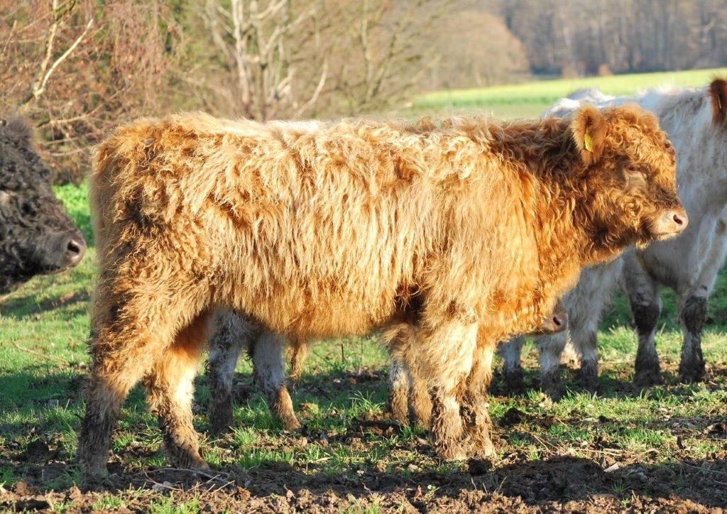 Rinderzucht | Rinteln | Galloway Lichtengrund