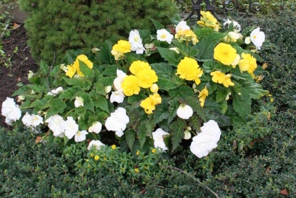 Gärtnerei aus eigenem Anbau | Regensburg | Blumen Weis