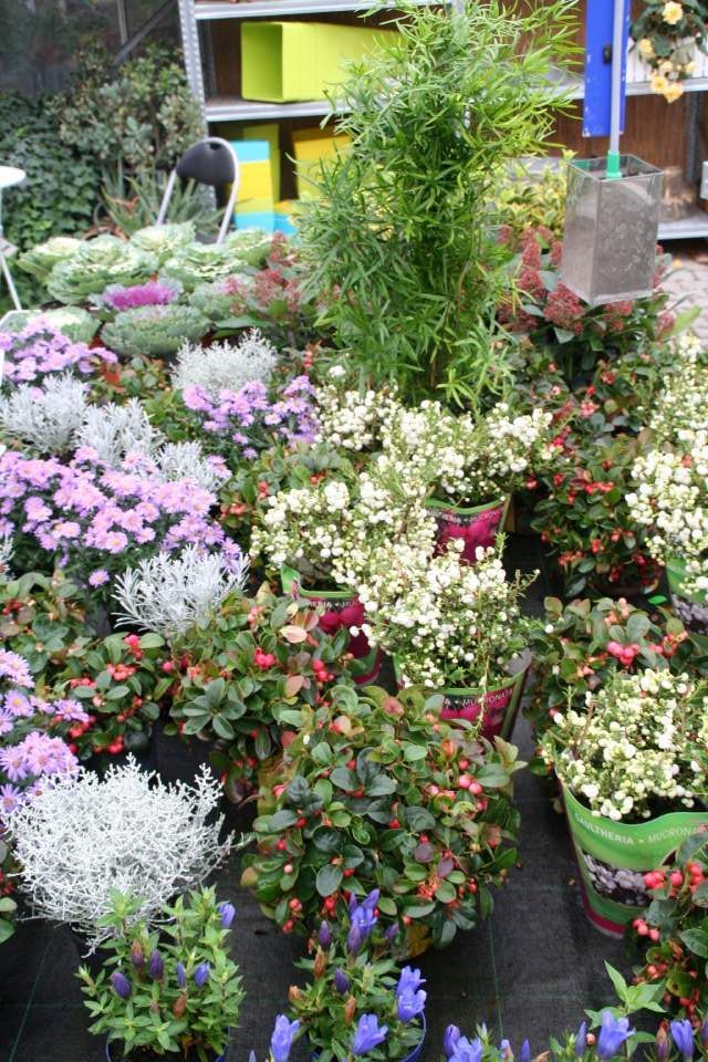 Gärtnerei aus eigenem Anbau | Regensburg | Blumen Weis