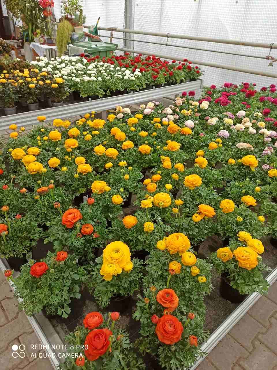 Gärtnerei aus eigenem Anbau | Regensburg | Blumen Weis