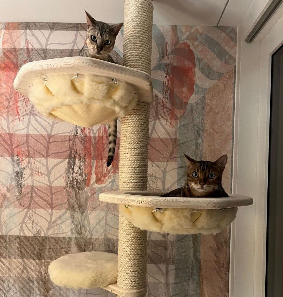 Katzenbäume | Katzenbaum.ch | 5080 Laufenburg