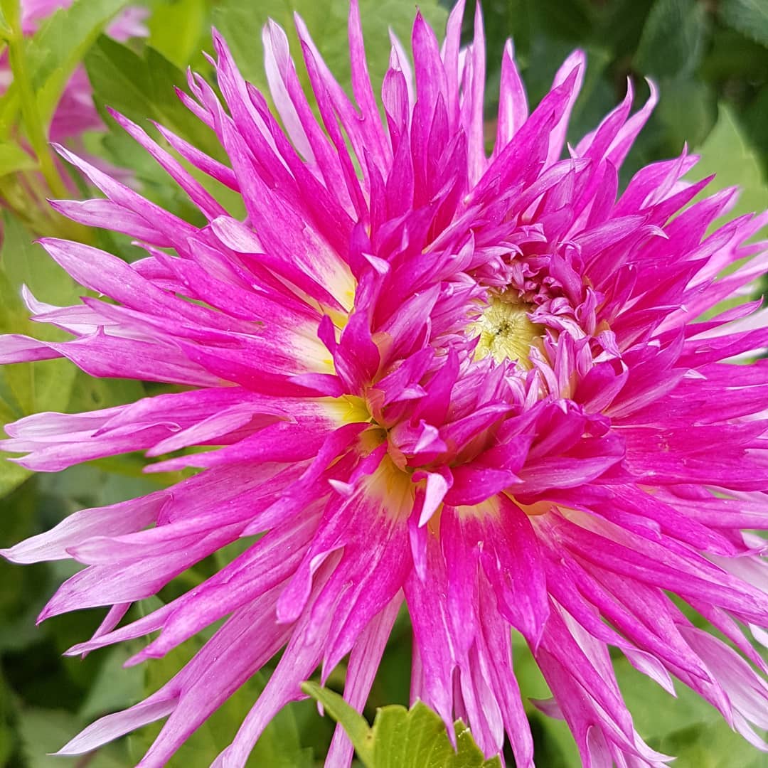 Fleurs coupées : Vente de Fleurs de Saison à Rambouillet