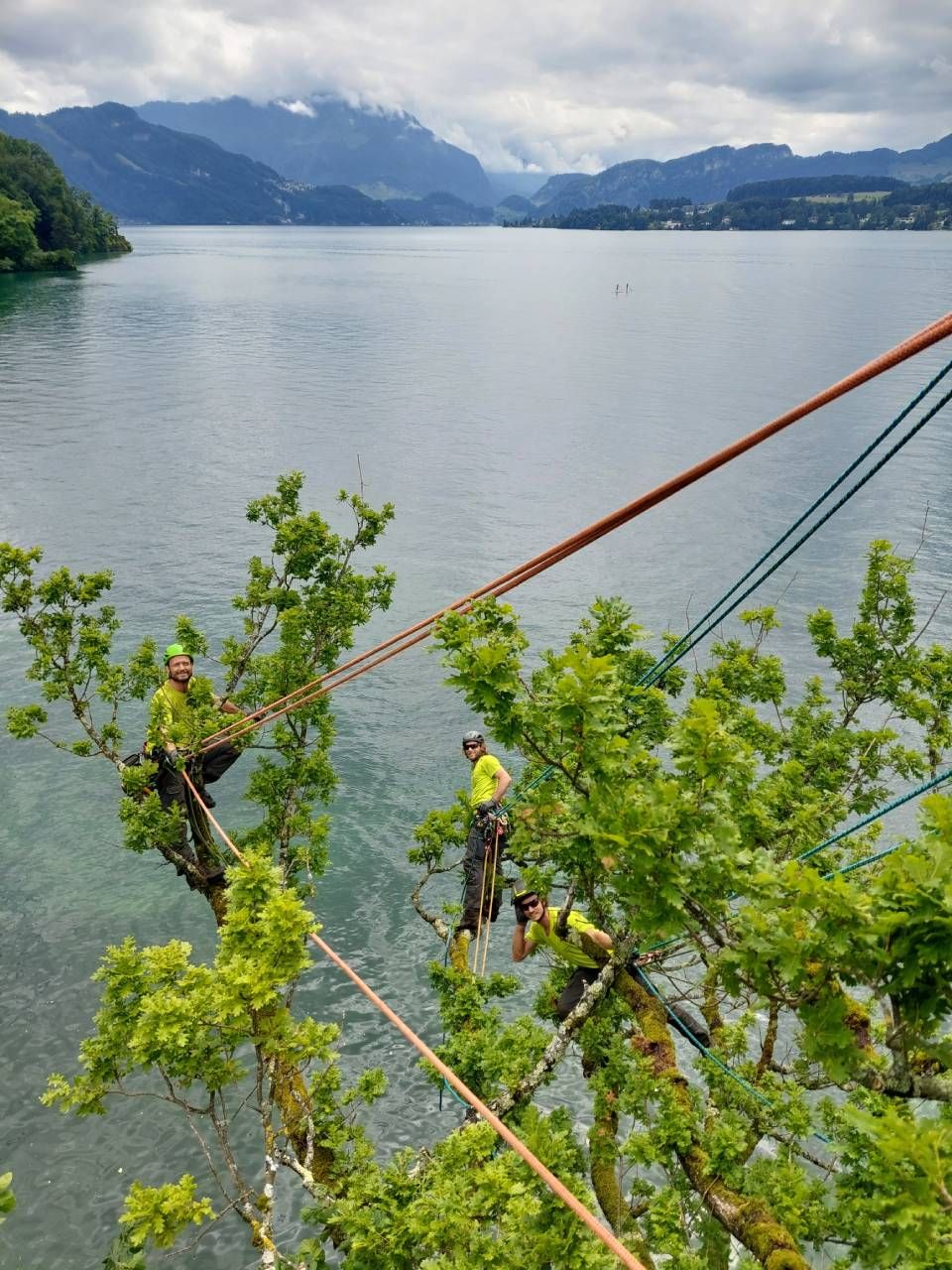 Baumpflege und -schnitt | Buttisholz | Huberbaumwerk AG