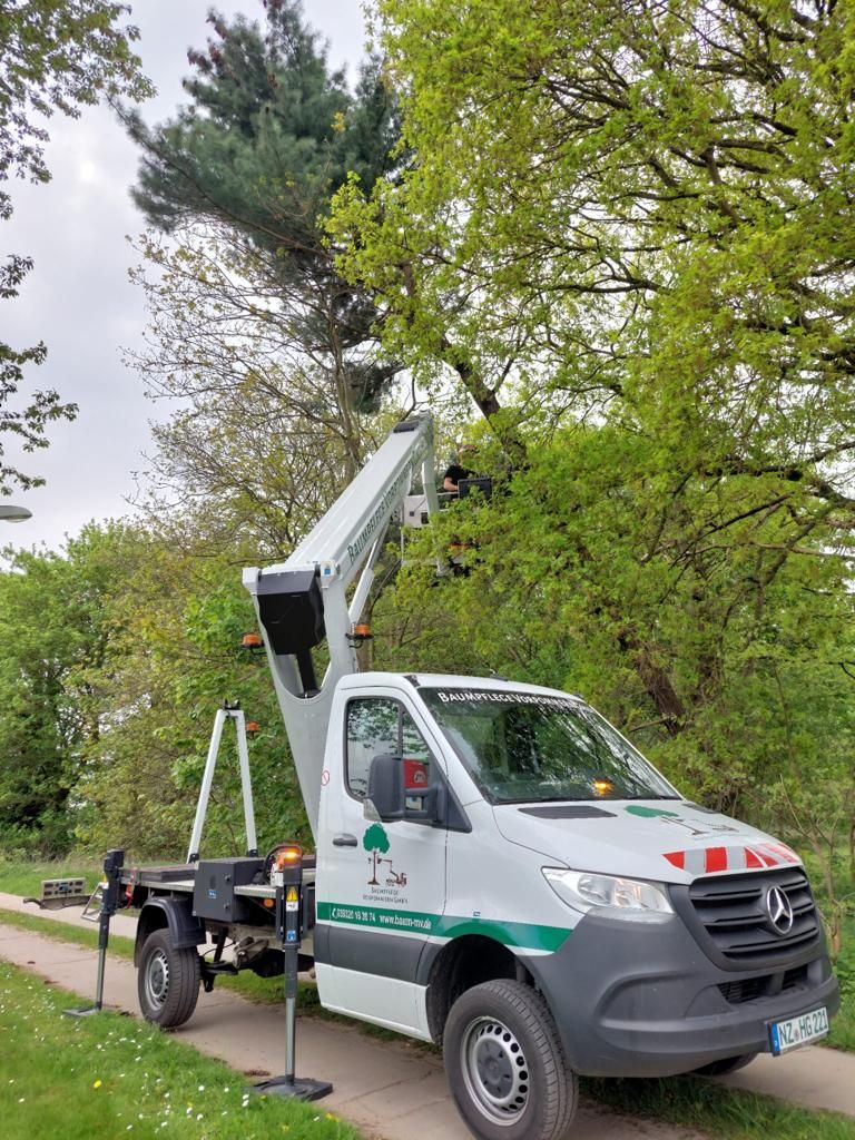 Leistungen | BV Baumpflege Vorpommern GmbH in Tribsees