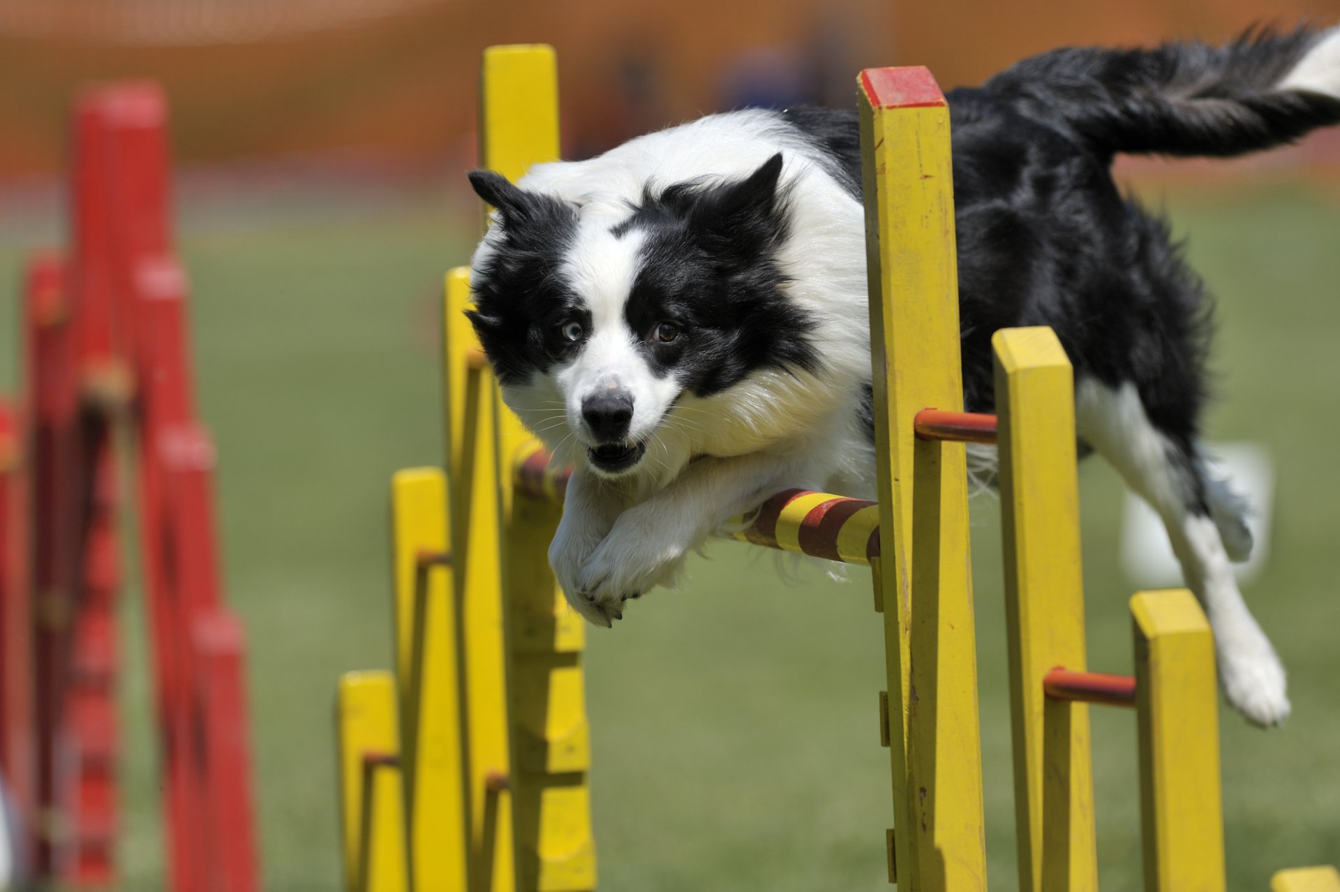 Club Canin Agility Villepreux Et Houdan Dans Les Yvelines