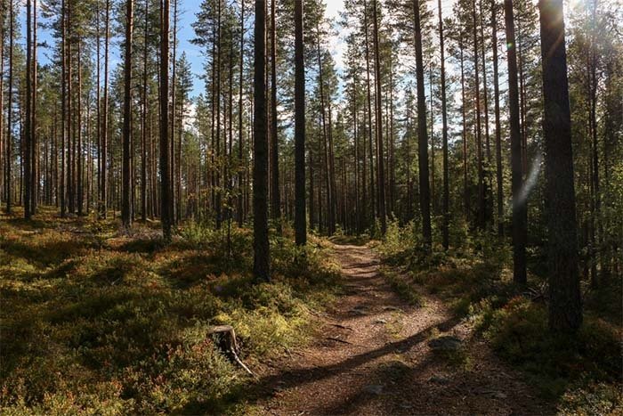 Aktiviteetit | Nummijärvi Camping