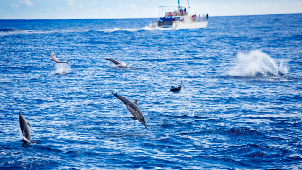 Dolphin Watching Tours in Port Aransas, TX – The Best of Port A