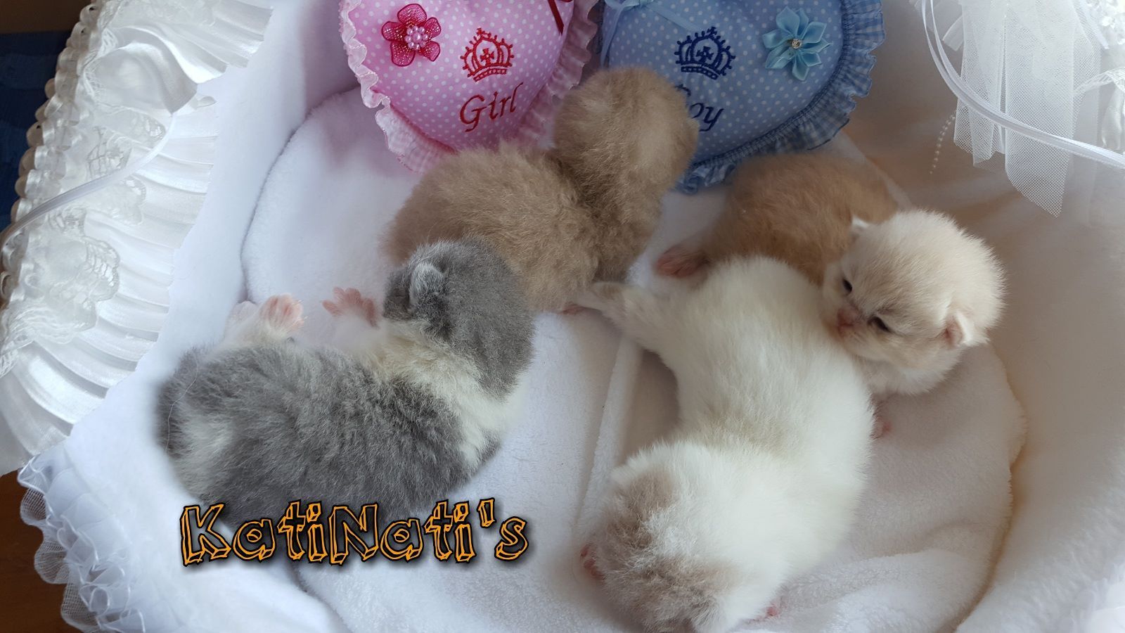 Kitten Lora - BKH Britisch Kurzhaar Zucht aus der Schweiz, KatiNati`s ...