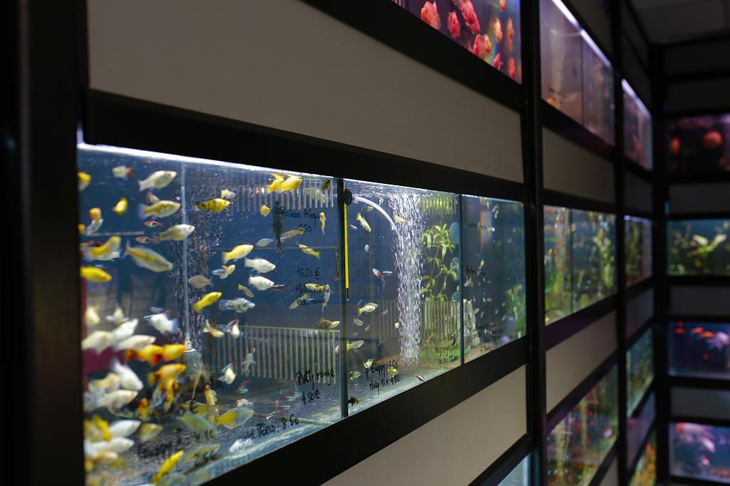 Aqua Land - Spécialiste de l'aquariophilie à Paris 13