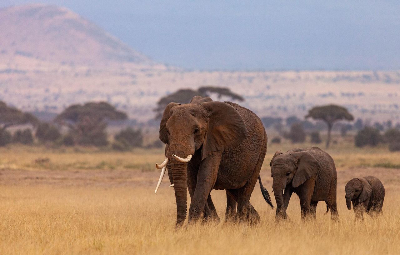 When to Go on Safari: The Ultimate Wildlife Viewing Calendar