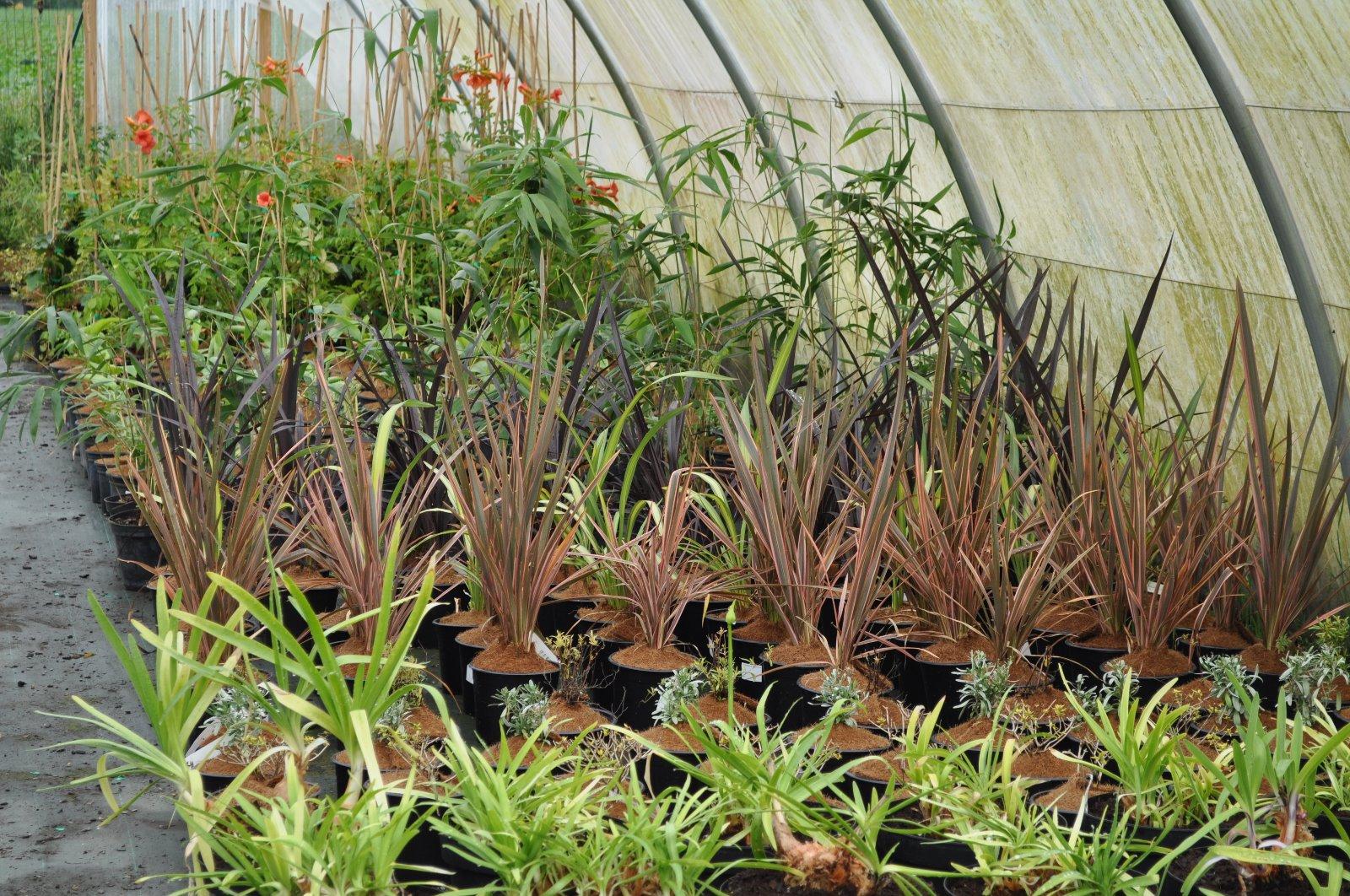 Vente de végétaux à Albi : arbres fruitiers, arbustes, plants