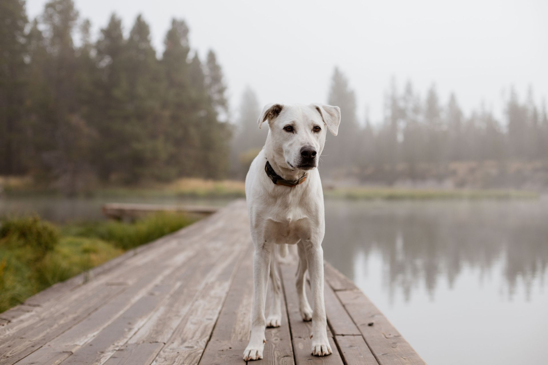 Best Dog Friendly Activities in Central Oregon