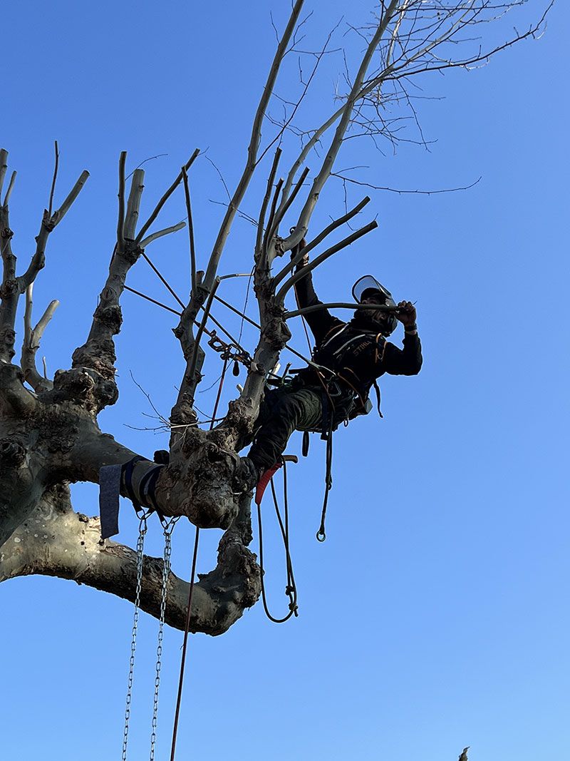 Acrocimes Élagage - Arboristes-grimpeurs pour l'entretien d'arbres