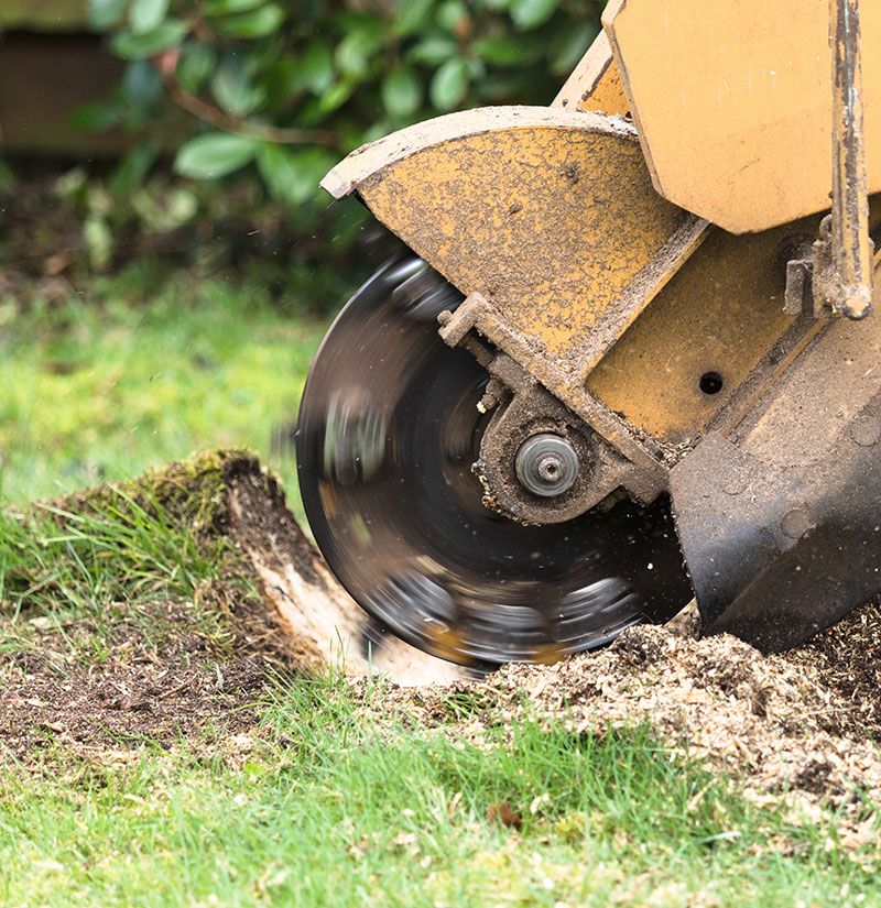 Acrocimes Élagage - Arboristes-grimpeurs pour l'entretien d'arbres
