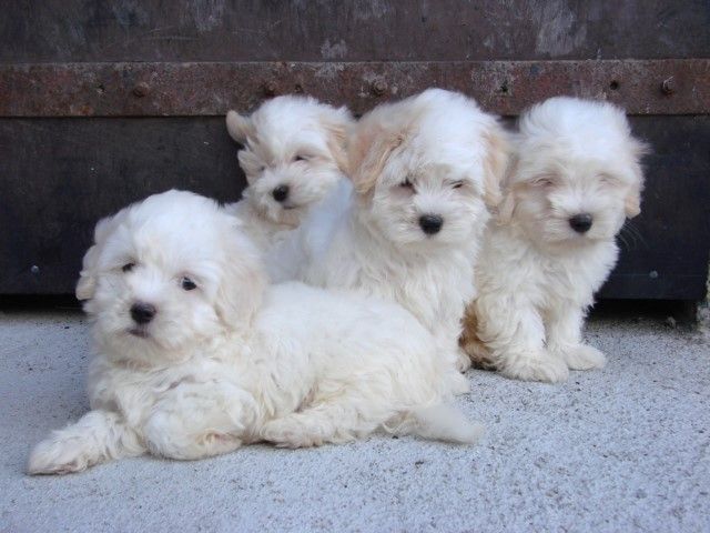 Adoption de chiots - Les races de chiens de notre ferme d'élevage