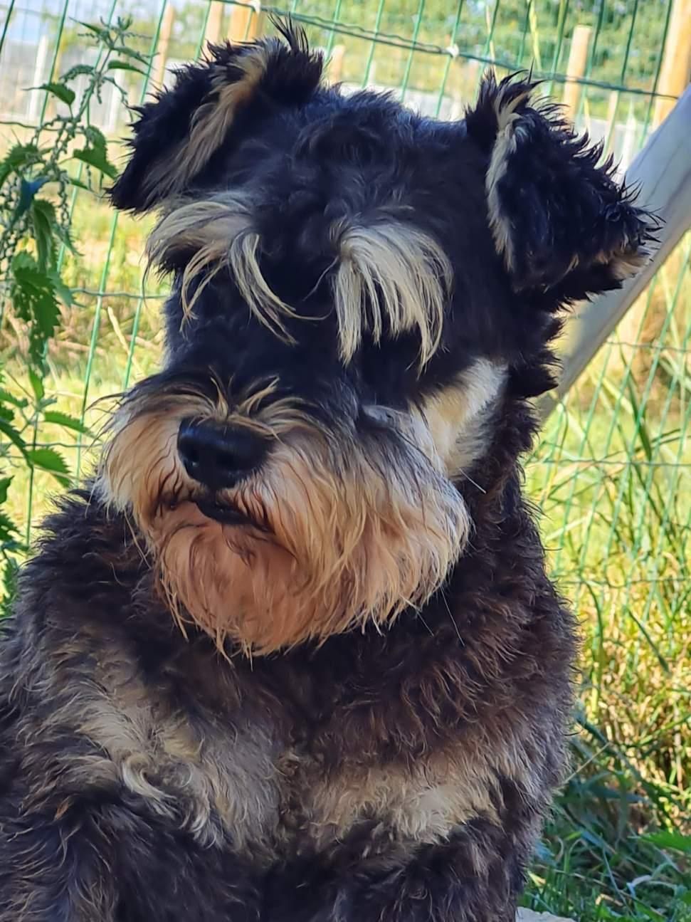 La Ferme des Hallais - Élevage de chiens de race - Nos chiens