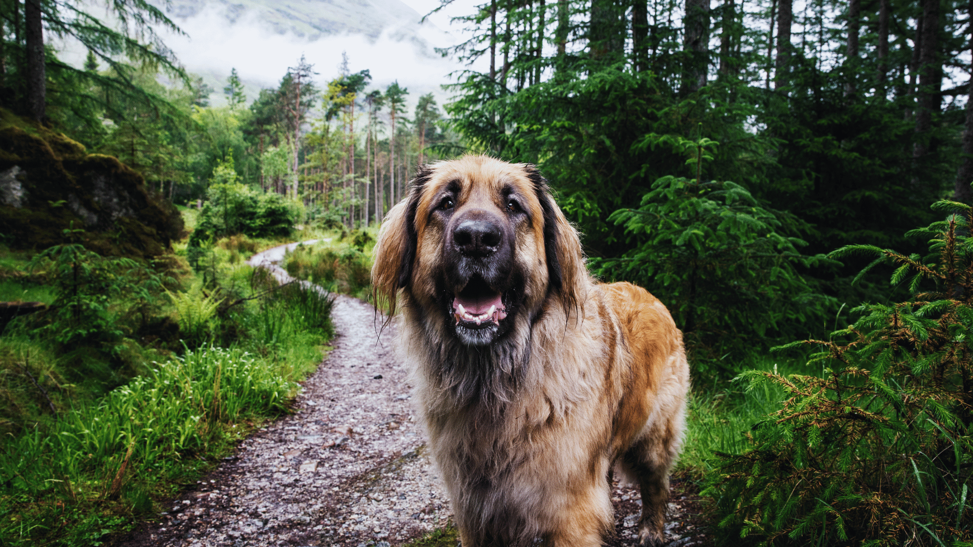 Pet Friendly Vacation Rentals | Deadwood & Black Hills