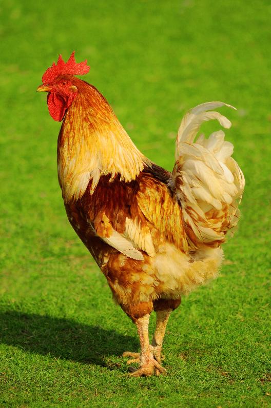 Découvrez notre élevage fermier en Savoie - SCEA Cornut