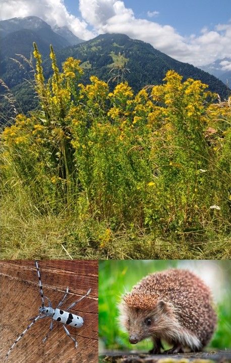 Martin Burkhard / Soins aux Arbres / Jardins Naturels