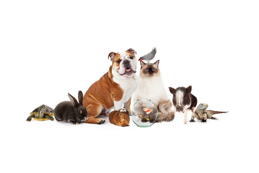 Aide douane | Le Grand-Saconnex | Multi-Douane Services Sarl