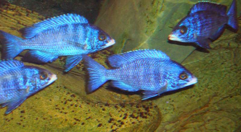 Mbuna's en Utaka's in Wijgmaal | EVL Cichlids