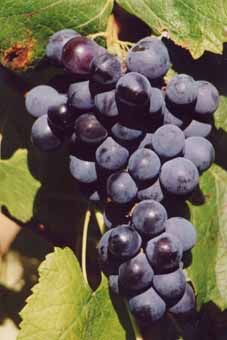 Tafeltrauben kaufen | Schweiz | Auer Reben GmbH