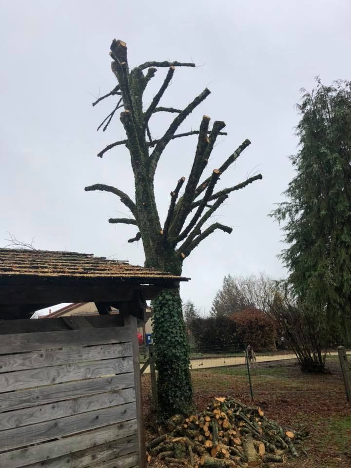 Repousse Arbre Apres Elagage