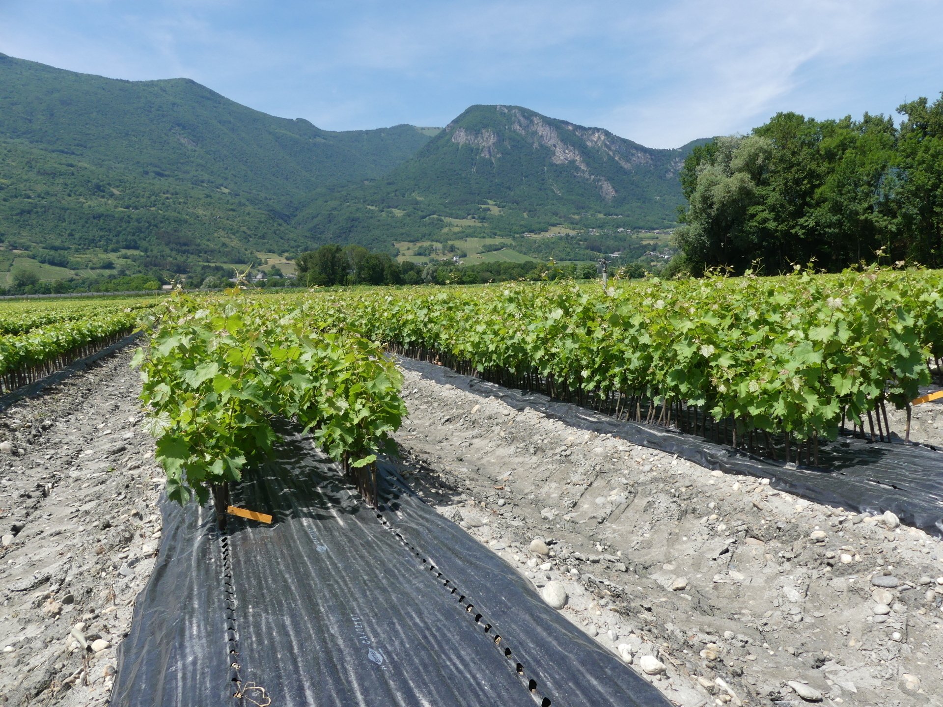 Plants de vigne : traditionnel, motte et tige haute à Chambéry