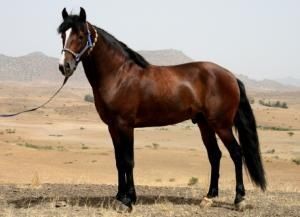 stettlers-kleine-farm