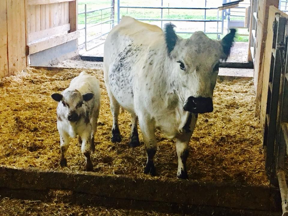 Agriturismo Leggia | Val Mesolcina | Azienda agricola Gianella