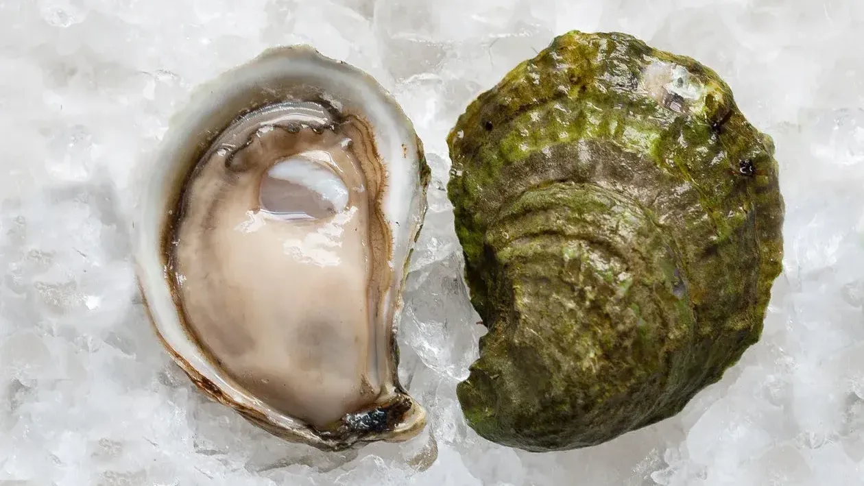 PEI Oysters: Unveil the Taste of Coastal Perfection