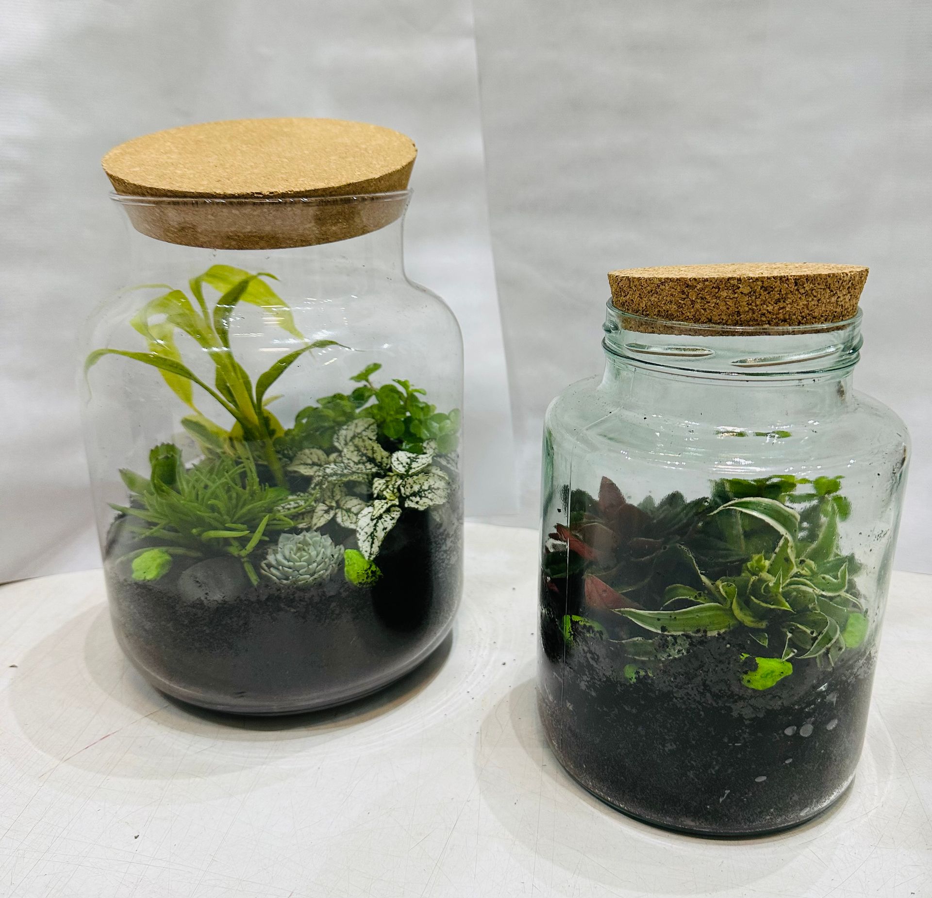 Vente de roses éternelles à la boutique de Boulogne-Billancourt