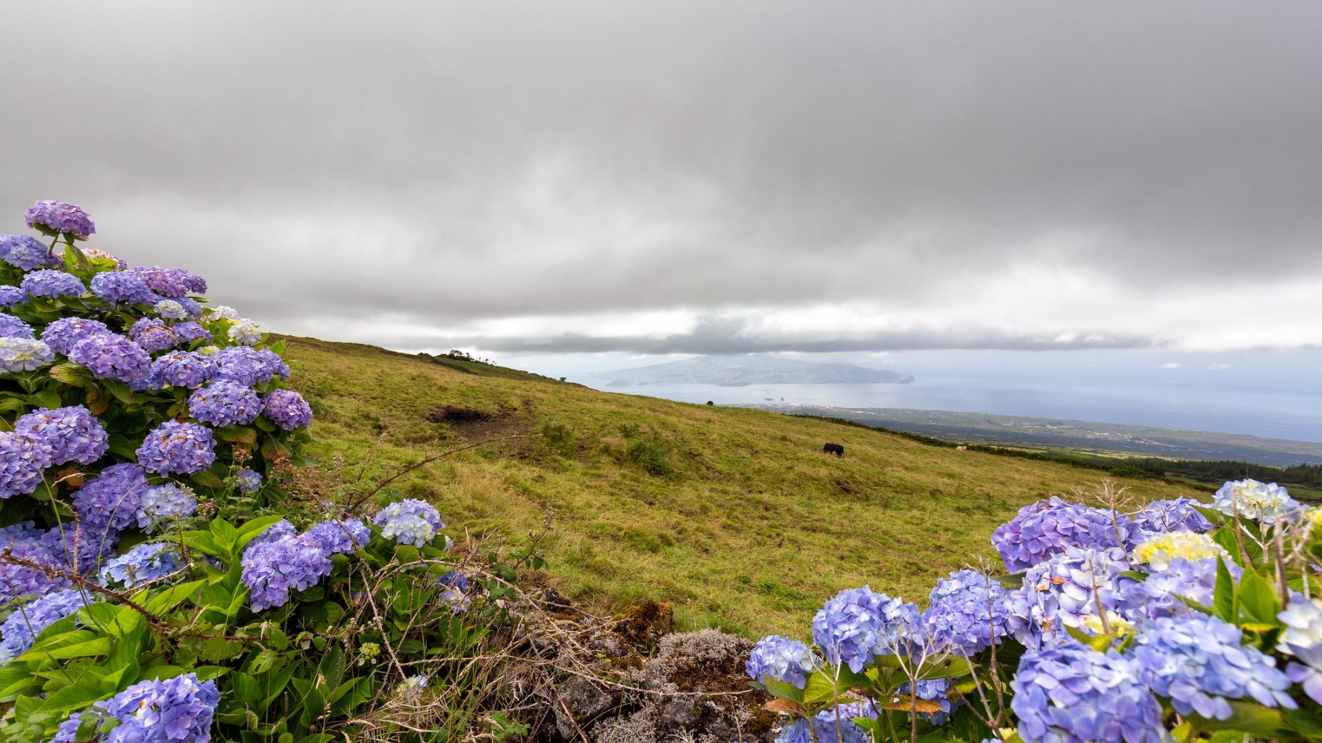 Pico Wine Tours - Private Tourist Guide | Pico