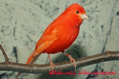 Akvaariot, matelijat, jyrsijät, linnut | Porin akvaariokeskus | Pori