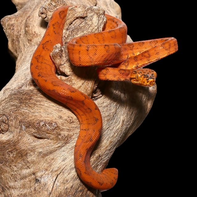 Käärmeet / Porin Akvaariokeskus