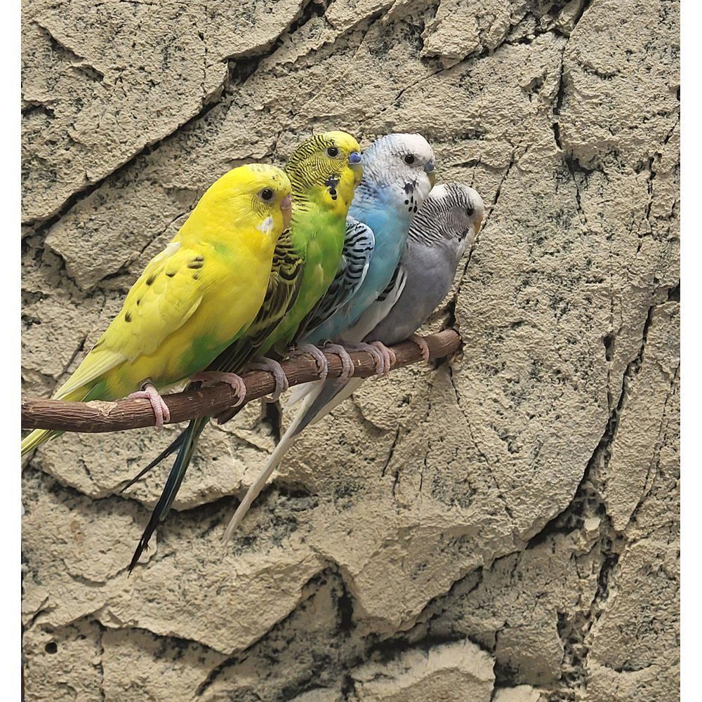 Akvaariot, matelijat, jyrsijät, linnut | Porin akvaariokeskus | Pori