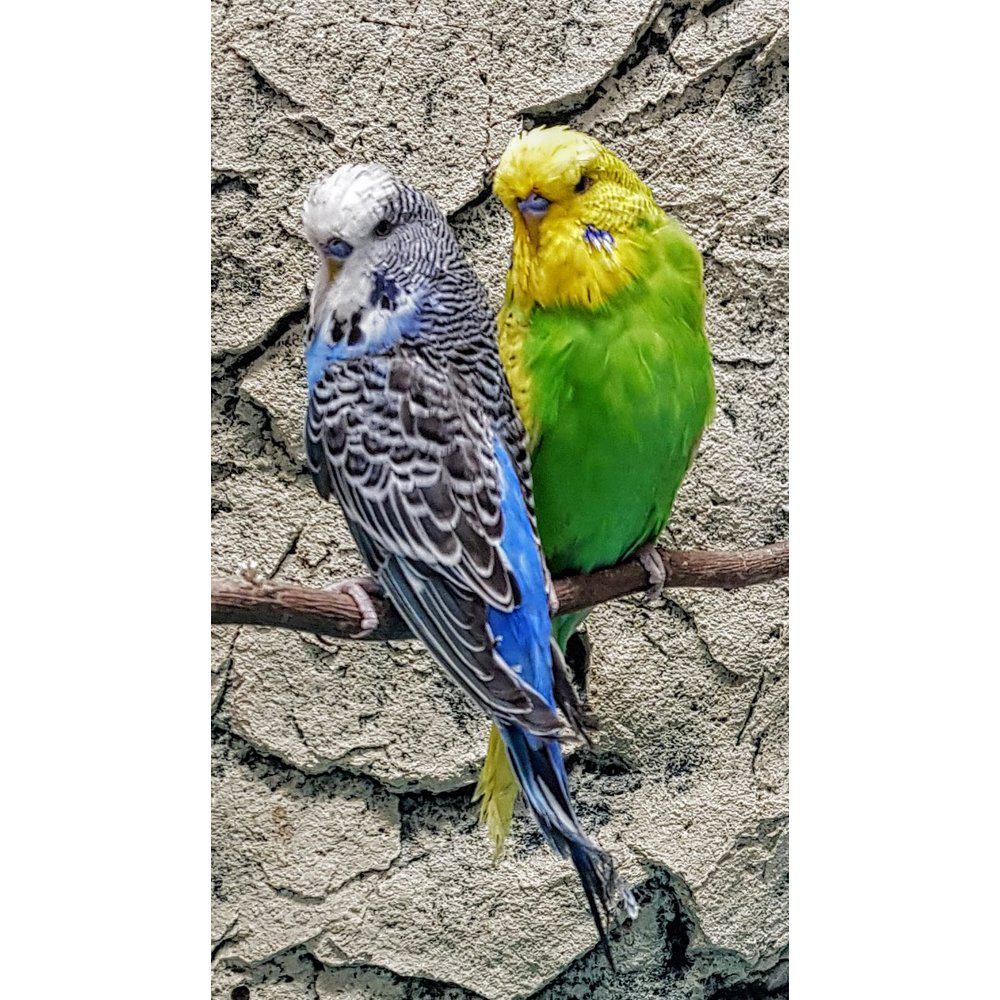 Akvaariot, matelijat, jyrsijät, linnut | Porin akvaariokeskus | Pori