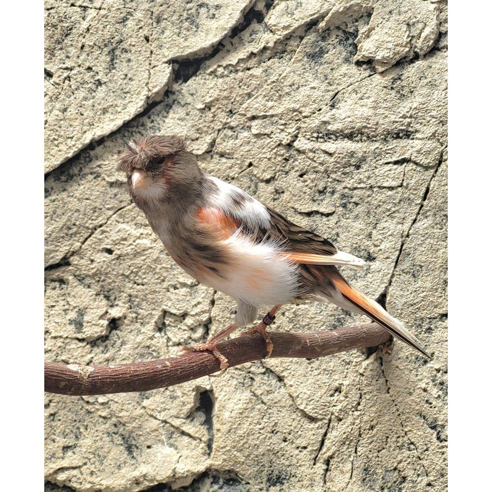 Akvaariot, matelijat, jyrsijät, linnut | Porin akvaariokeskus | Pori