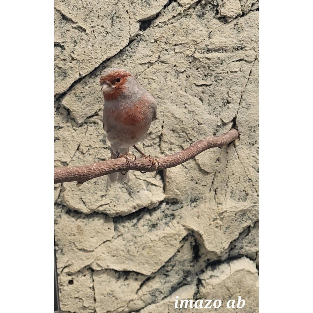 Akvaariot, matelijat, jyrsijät, linnut | Porin akvaariokeskus | Pori