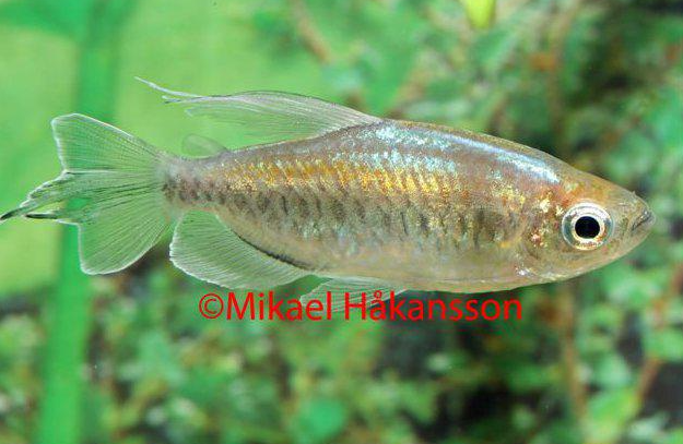 Akvaariokalat / Kalalista / Tetrat / Akvaariokeskus