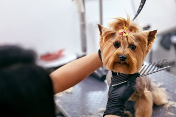 Toilettage de chiens et chats | Pattoune Toilettage