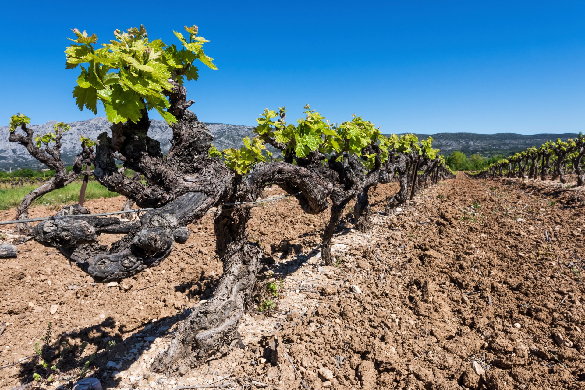 Vente directe et livraison de pieds de vigne et greffons – Alès