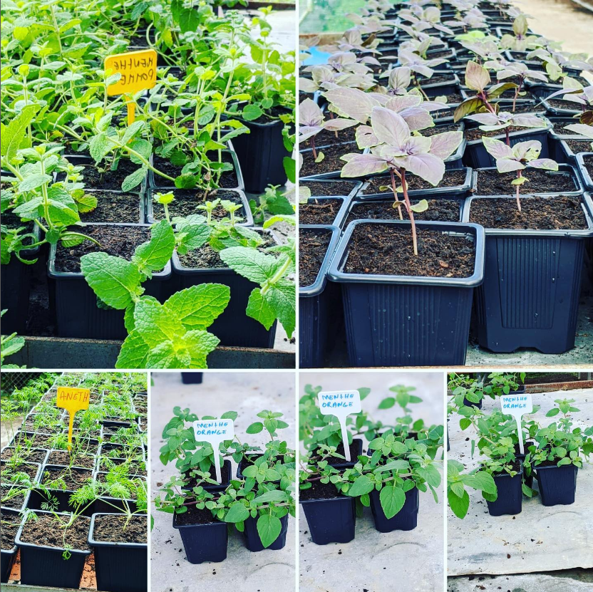 Pépinière Adèle : pépiniéristes au Lamentin depuis 1985