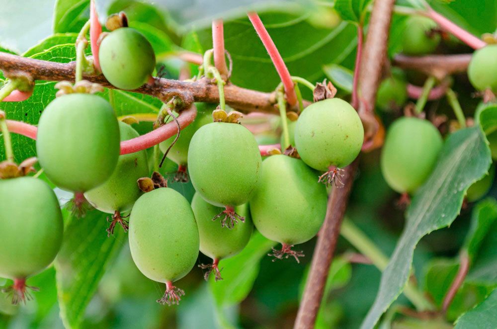 Galerie des Obsthofs Alvermann - Einblicke in unser Hofleben