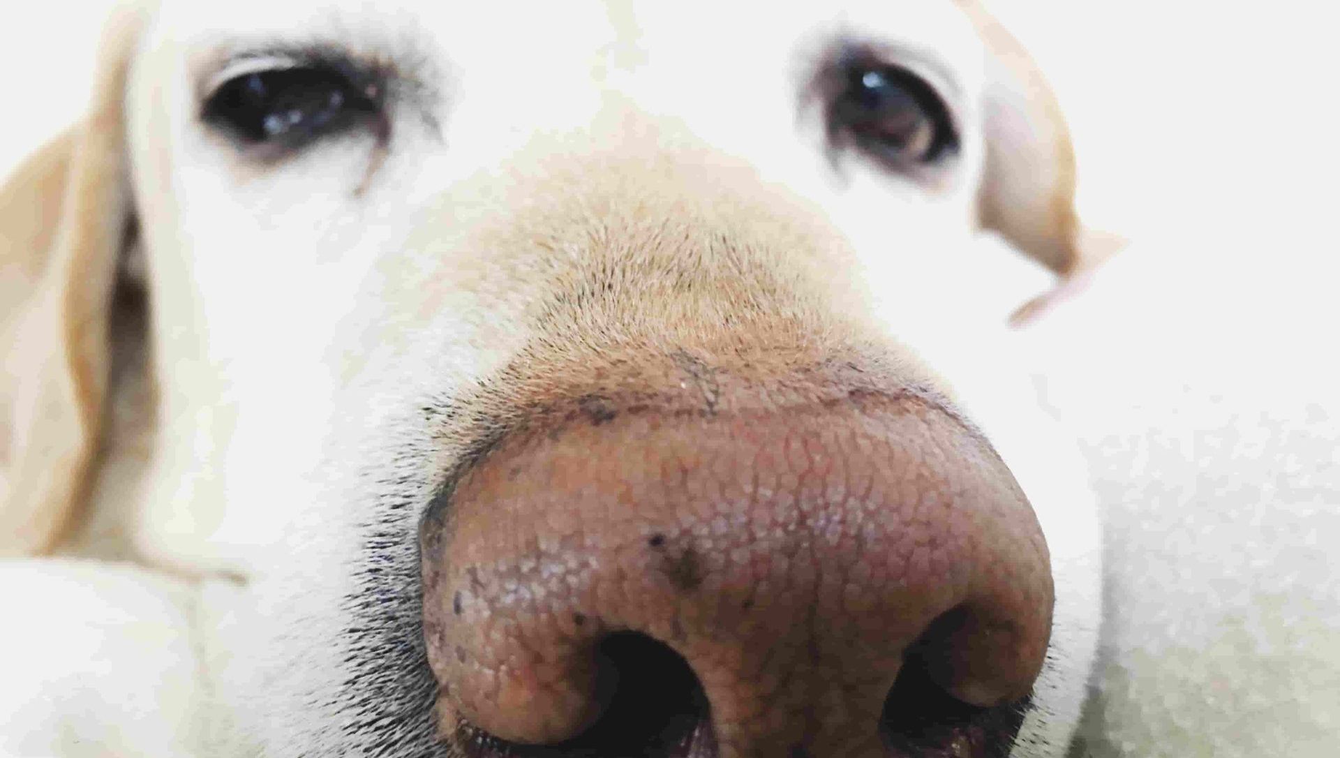 ¿Cómo hidratar la nariz de un perro? Mejores consejos