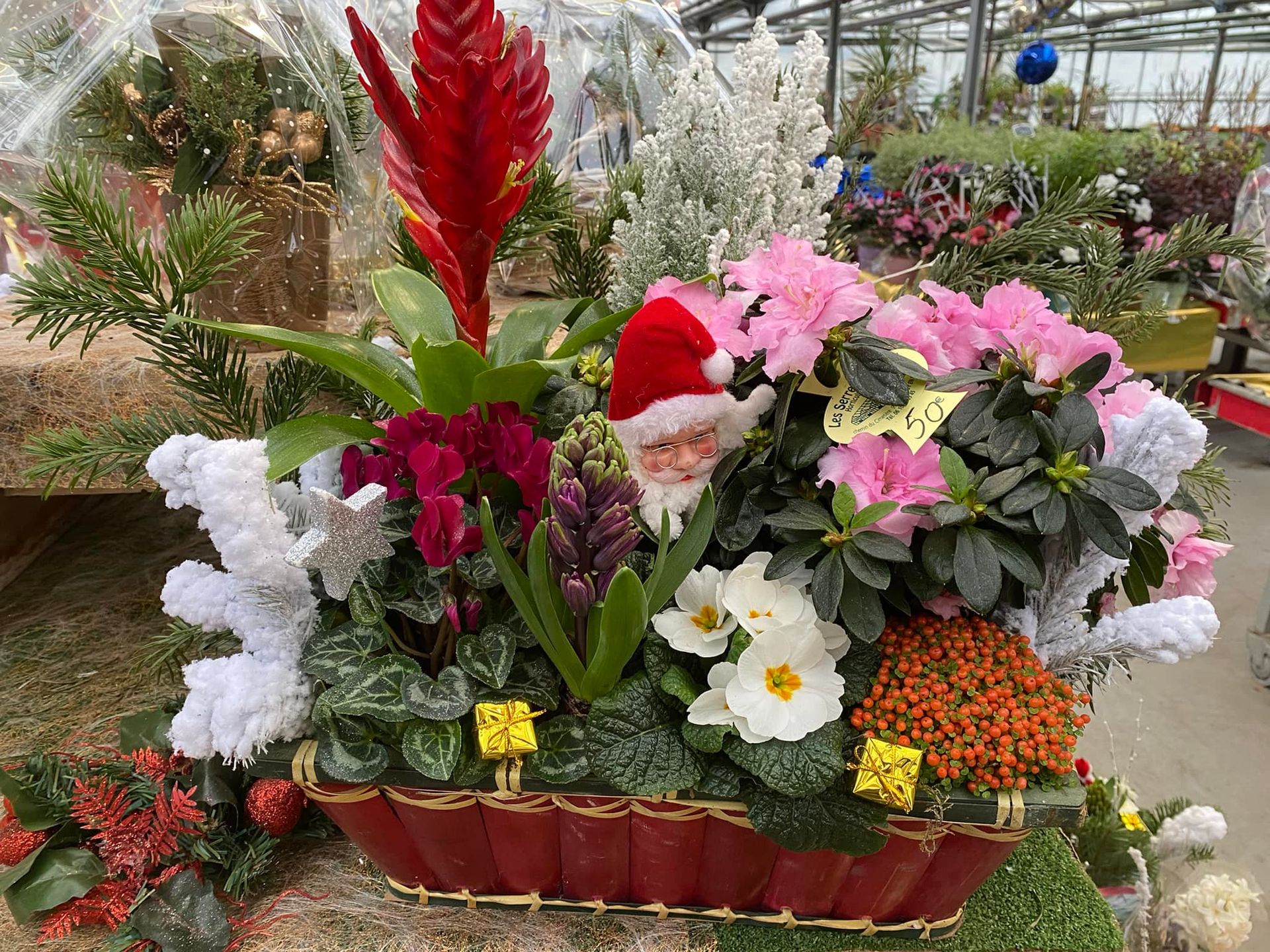 Les photos des végétaux de nos serres de Belloy-en-France