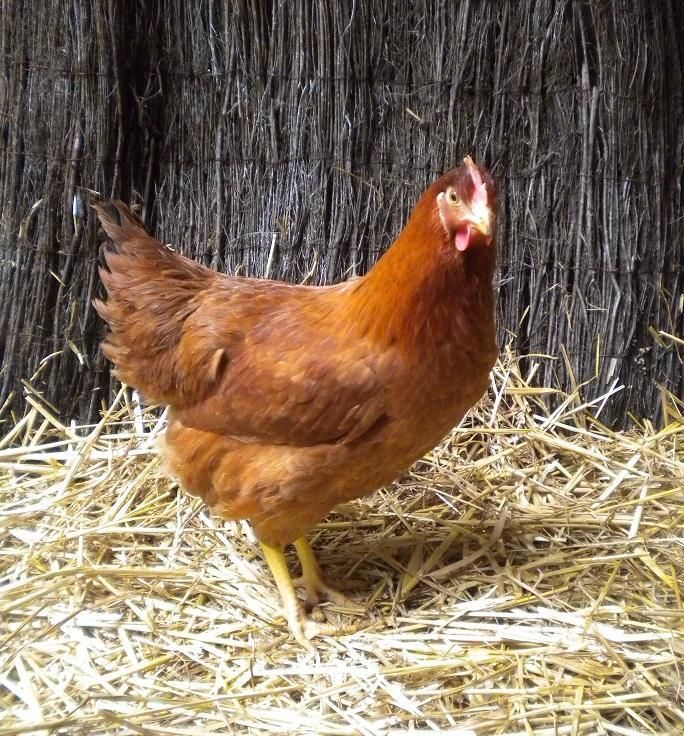 Vente de volailles à élever à Metz et ses alentours