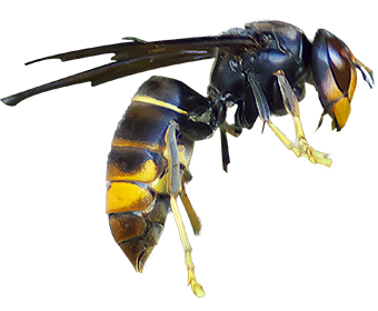 Entreprise de désinsectisation à Rennes - HYNERA Environnement