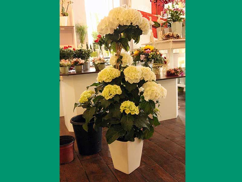 Pflanzen, Gemüse | Dresden | Gartenbau Torsten Bunk